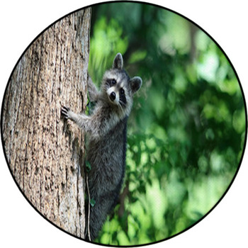 Raccoon Area Rugs & Floor Mats