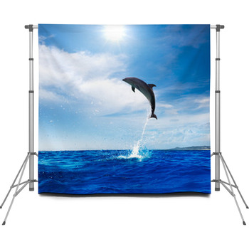 Dolphin Photographer Backdrops | Available in Super Large Custom Sizes
