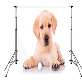 Puppy Photo Backdrops | Available in Very Large Custom Sizes