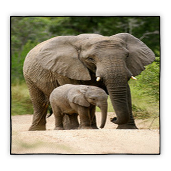 Elephant Area Rugs & Custom Size Floor Mats