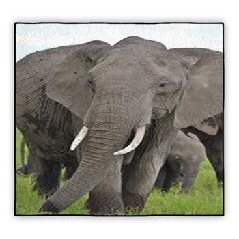 Elephant Area Rugs & Custom Size Floor Mats