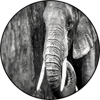 Elephant Area Rugs & Custom Size Floor Mats