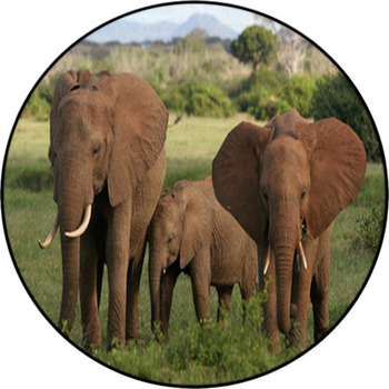 Elephant Area Rugs & Custom Size Floor Mats