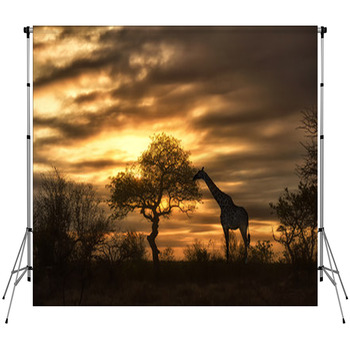 Safari Photo Backdrops | Available in nearly ANY Custom Sizes