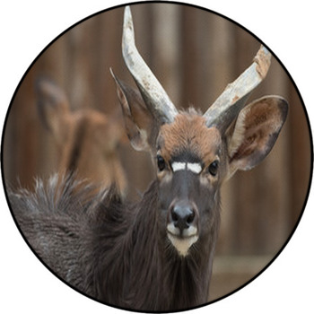 Antelope Area Rugs & Custom Size Floor Mats