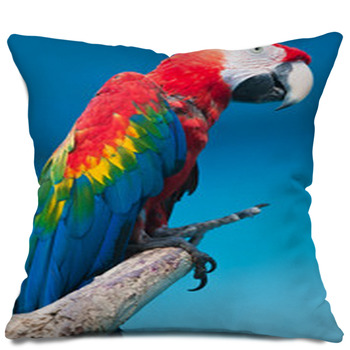 Parrot Throw Pillows, Shams & Pillow Cases