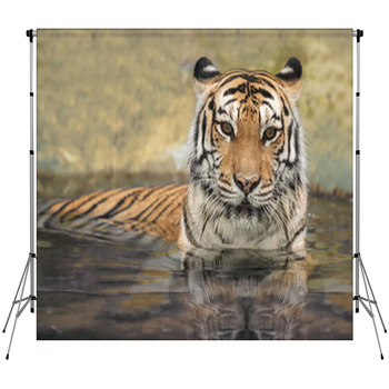 Tiger Custom Backdrops | Available in Ultra Large Custom Sizes