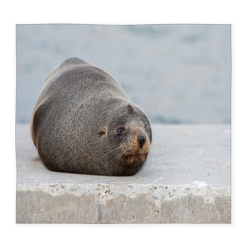 Seal Area Rugs & Floor Mats