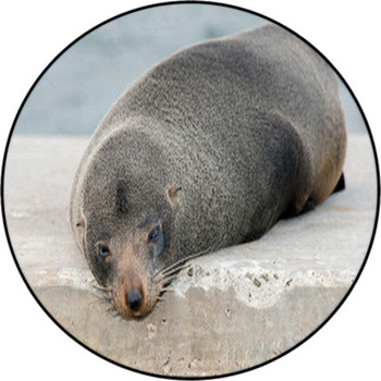 Seal Area Rugs & Floor Mats