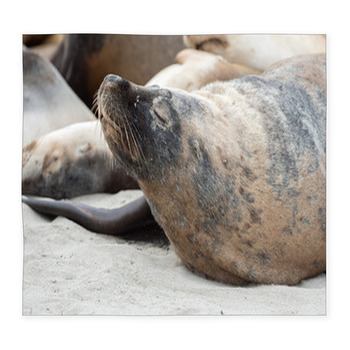 Seal Area Rugs & Floor Mats