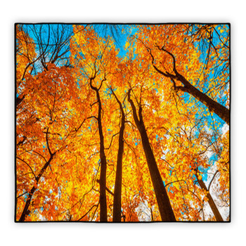 Autumn Rugs & Floor Mats
