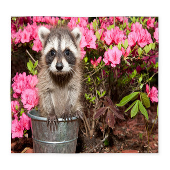 Raccoon Area Rugs & Floor Mats