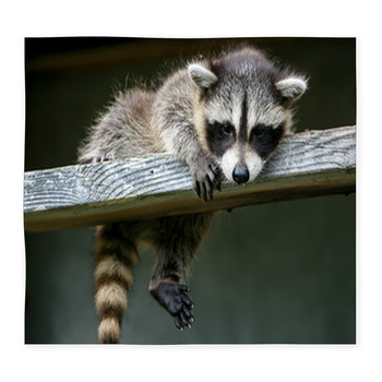 Raccoon Area Rugs & Floor Mats