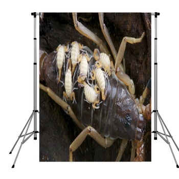 Scorpion Custom Backdrops | Available in Ultra Large Custom Sizes