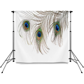Peacock Photographer Backdrops | Available in nearly ANY Custom Sizes