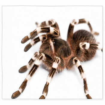 Spider Area Rugs & Floor Mats