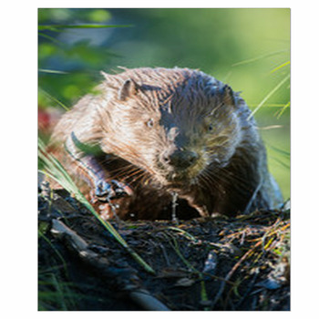 Beaver Wall Decor in Canvas, Murals, Tapestries, Posters & More