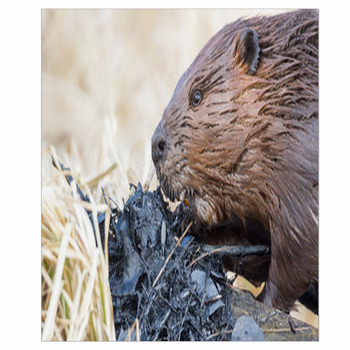 Beaver Wall Decor in Canvas, Murals, Tapestries, Posters & More