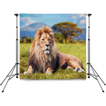 Safari Photo Backdrops | Available in nearly ANY Custom Sizes