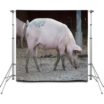 Pig Photographer Backdrops | Available in nearly ANY Custom Sizes