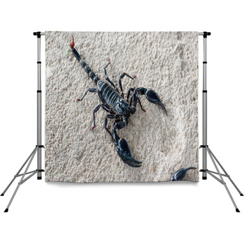 Scorpion Custom Backdrops | Available in Ultra Large Custom Sizes