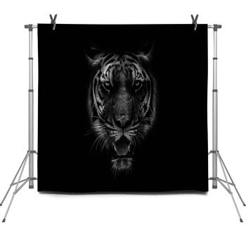Tiger Custom Backdrops | Available in Ultra Large Custom Sizes