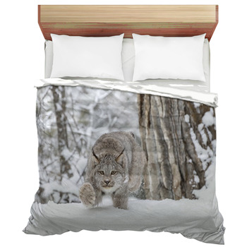 Bobcat Comforters, Duvets, Sheets & Sets | Personalized