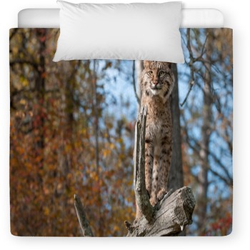 Bobcat Baby Blankets, Toddler Bedding | Personalized