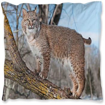 Bobcat Comforters, Duvets, Sheets & Sets | Personalized