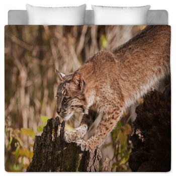 Bobcat Bedding | Comforters, Duvet Covers, Sheets & Bed Sets | Custom