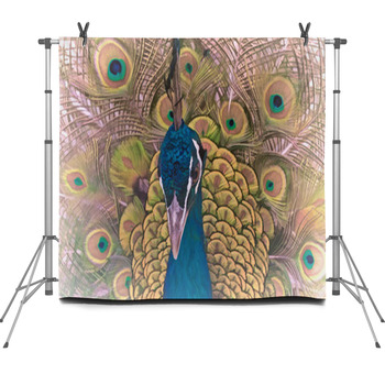 Peacock Photographer Backdrops | Available in nearly ANY Custom Sizes