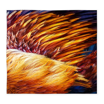 Feather Rugs & Custom Size Floor Mats