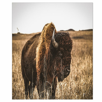 Buffalo Wall Decor | Murals | Tapestry | Posters | Custom Sizes