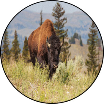 Buffalo Area Rugs & Custom Size Floor Mats