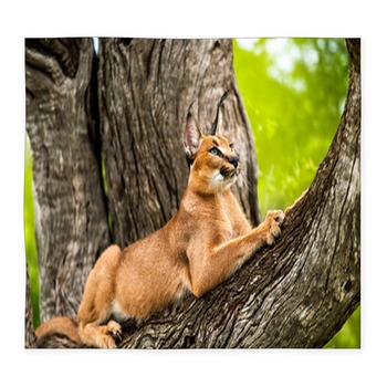 Exotic Rugs & Custom Size Floor Mats