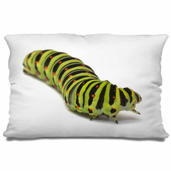 Insect Comforters, Duvets, Sheets & Sets | Custom