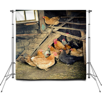 Farm animal Custom Backdrops | Available in Very Large Custom Sizes