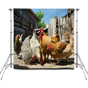 Farm animal Custom Backdrops | Available in Very Large Custom Sizes