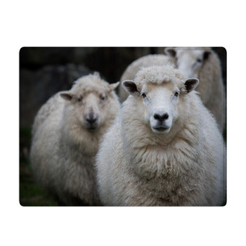 Sheep Shower Curtains, Mats, & Towels Personalize