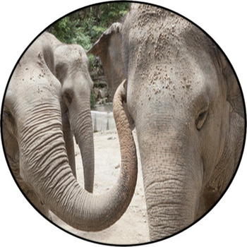 Elephant Area Rugs & Custom Size Floor Mats