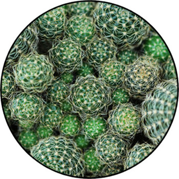 Cactus Area Rugs & Custom Size Floor Mats