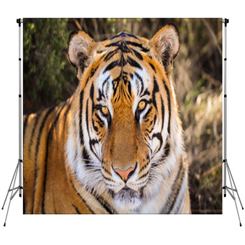 Tiger Custom Backdrops | Available in Ultra Large Custom Sizes