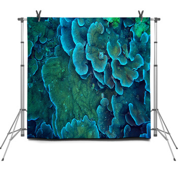 Coral reef Photo Backdrops | Available in Super Large Custom Sizes