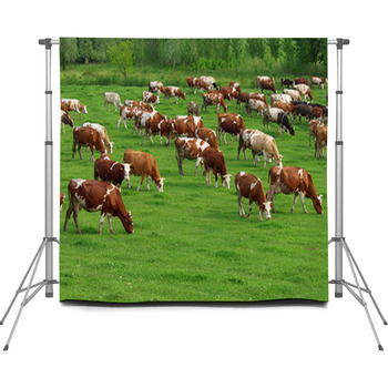 Farm animal Custom Backdrops | Available in Very Large Custom Sizes