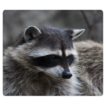 Raccoon Area Rugs & Floor Mats
