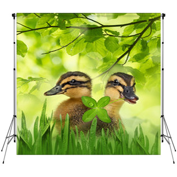 Duck Photo Backdrops | Available in nearly ANY Custom Sizes