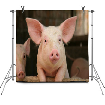 Pig Photographer Backdrops | Available in nearly ANY Custom Sizes
