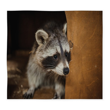 Raccoon Area Rugs & Floor Mats