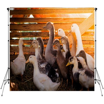 Duck Photo Backdrops | Available in nearly ANY Custom Sizes