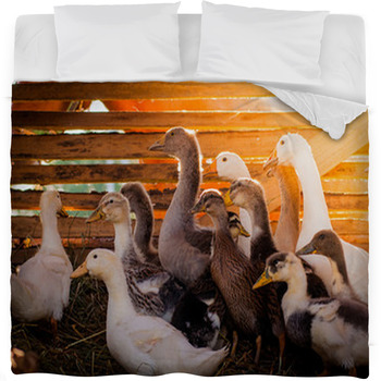 Duck Comforters, Duvets, Sheets & Sets | Personalized